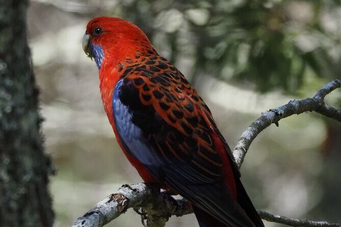 Sydney Wildlife Safari - Frequently Asked Questions