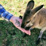 Sydney: Wildlife, Waterfalls and Wine Small Group Tour - Analyzing the Value