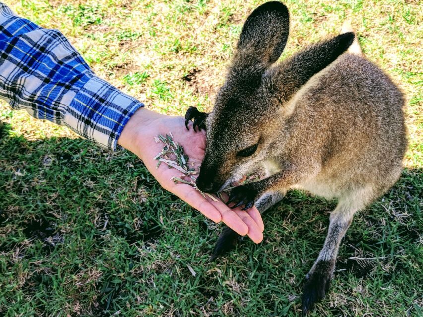 Sydney: Wildlife, Waterfalls and Wine Small Group Tour - Analyzing the Value