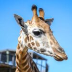 Sydney Zoo Admission Ticket - Who Will Love Sydney Zoo?