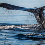 Tadoussac/Charlevoix: 3-Hour Whale Watching Boat Tour - The Value of Your Ticket