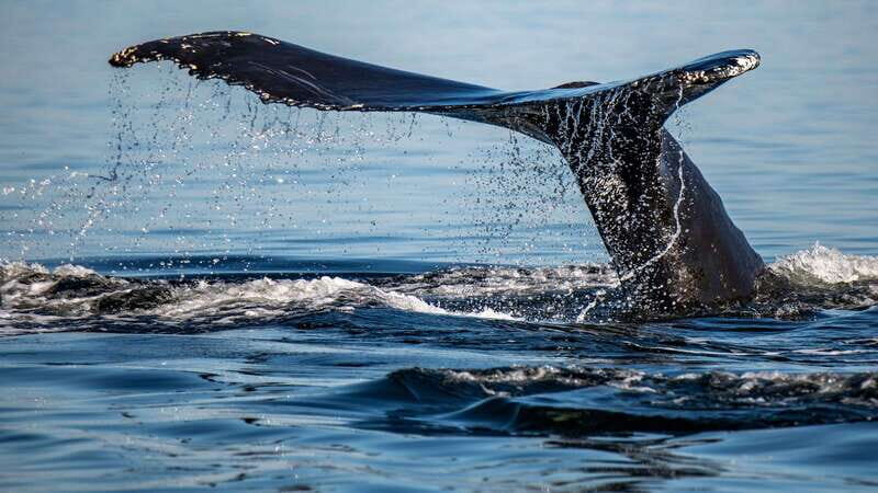 Tadoussac/Charlevoix: 3-Hour Whale Watching Boat Tour - The Value of Your Ticket