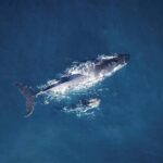 Tadoussac/Charlevoix: VIP Lounge OR UpperDeck Whale Watching - Who Will Love This Tour?