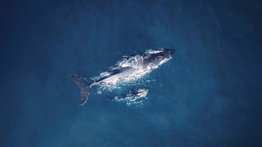 Tadoussac/Charlevoix: VIP Lounge OR UpperDeck Whale Watching - Who Will Love This Tour?