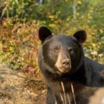 Tadoussac/Charlevoix: Whale & Bear Wildlife Tour - Why This Tour Offers Good Value