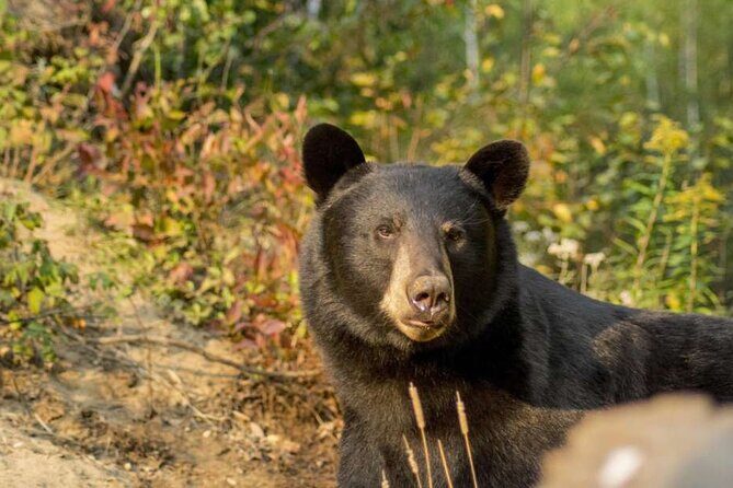 Tadoussac/Charlevoix: Whale & Bear Wildlife Tour - Why This Tour Offers Good Value