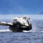 Tadoussac/Charlevoix: Whale Watching Tour - The Sum Up: Who Will Find Value in This Tour?
