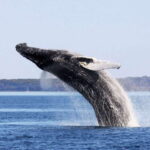 Tadoussac/Charlevoix: Whale Watching Tour & Bear Observation - What to Expect from the Tour
