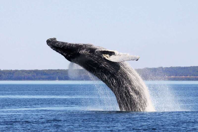 Tadoussac/Charlevoix: Whale Watching Tour & Bear Observation - What to Expect from the Tour