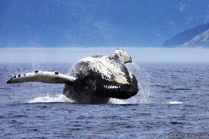 Tadoussac/Charlevoix: Whale Watching Tour - The Sum Up: Who Will Find Value in This Tour?