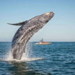 Tadoussac/Charlevoix: Whale Watching Zodiac Tour - The Itinerary: What to Expect and Why It Matters