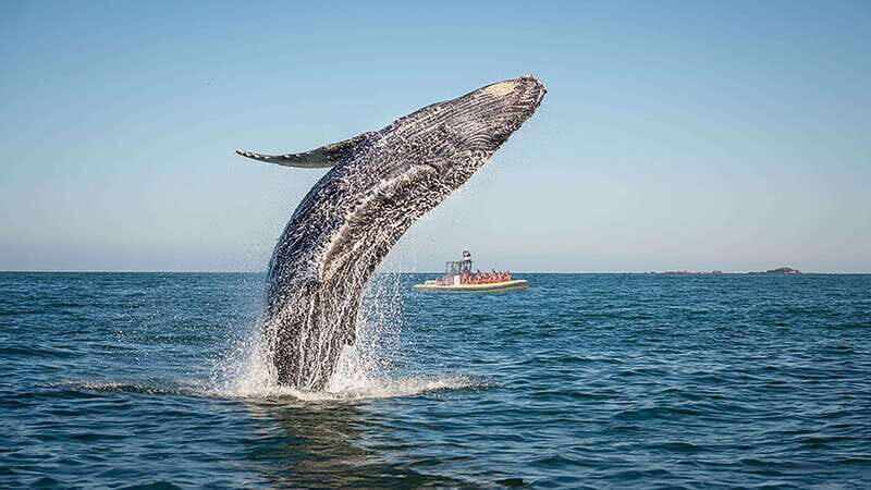 Tadoussac/Charlevoix: Whale Watching Zodiac Tour - The Itinerary: What to Expect and Why It Matters