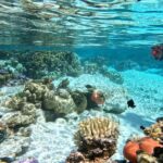 Tahaa Excursion in Electric Paddle Snorkeling Coral Garden - The Small Group Experience and Personal Touch