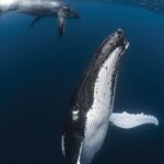 Tahiti, land of whales: a unique experience! - Why This Tour Shines