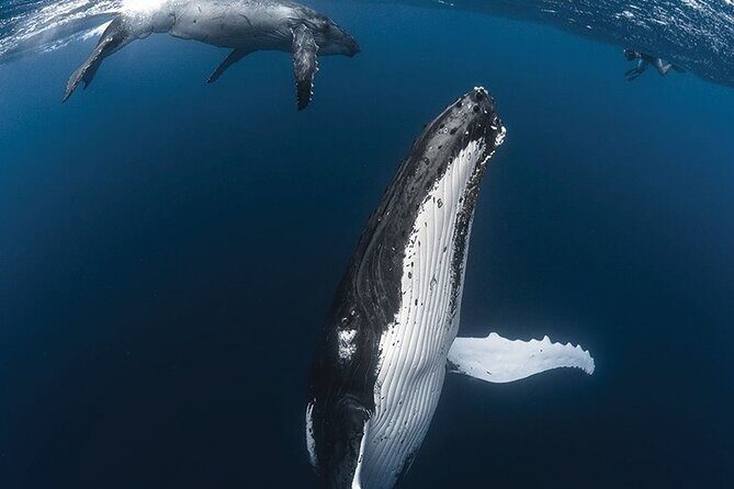 Tahiti, land of whales: a unique experience! - Why This Tour Shines