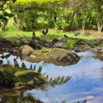 Tahiti: Private Half Day Culture and Nature Highlights Tour - FAQ