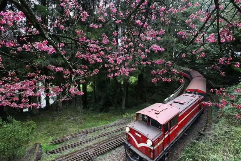 Taichung: Alishan National Scenic Area and Fenqihu Tour - Who Will Love This Tour?