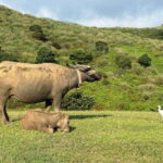 Taipei: Yanmingshan walking tour - Qingtiangang Grassland - Exploring the Itinerary