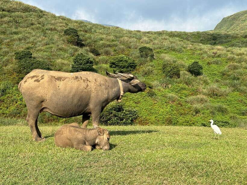 Taipei: Yanmingshan walking tour - Qingtiangang Grassland - Exploring the Itinerary