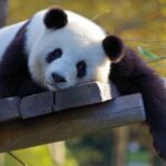 Taipei: Zoo Entrance Ticket - Practical Tips for Your Visit
