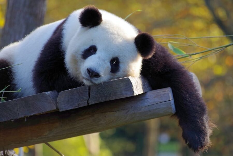 Taipei: Zoo Entrance Ticket - Practical Tips for Your Visit