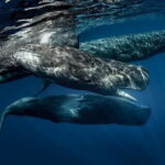 Tales of Taprobane (13 Days) - Final Thoughts