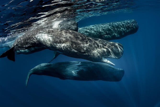 Tales of Taprobane (13 Days) - Final Thoughts