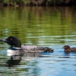Talkeetna Lakes Hike Guided by a Naturalist - Practical Details for Your Trip