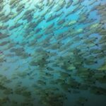 Tamarindo: Guided Snorkeling Tour with Marine Life Spotting - What to Expect at the Snorkeling Spots