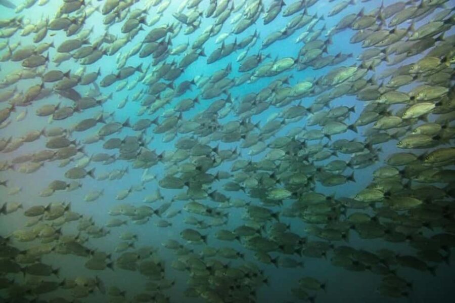 Tamarindo: Guided Snorkeling Tour with Marine Life Spotting - What to Expect at the Snorkeling Spots