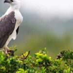 Tangalle: Safari Day Trip to Yala & Udawalawe w/ Picnic - Pricing & Value