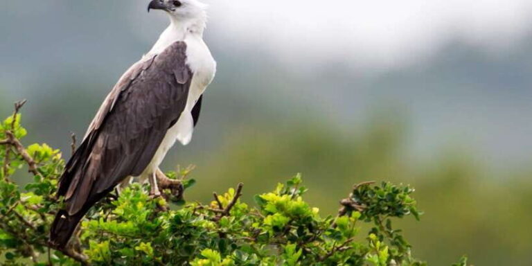 Tangalle: Safari Day Trip to Yala & Udawalawe w/ Picnic - Pricing & Value