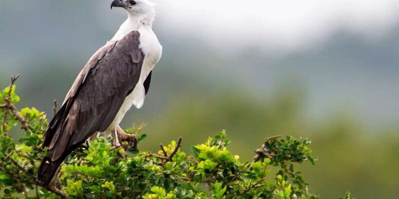 Tangalle: Safari Day Trip to Yala & Udawalawe w/ Picnic - Pricing & Value
