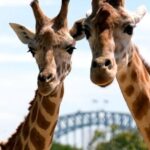 Taronga Zoo Entry Ticket wih Sydney Harbour Ferry - Who Will Love This Experience?