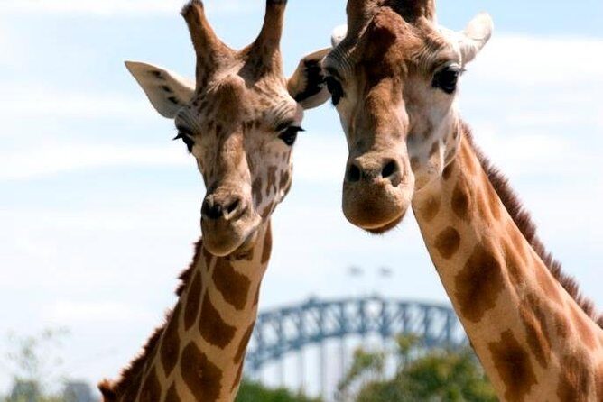 Taronga Zoo Entry Ticket wih Sydney Harbour Ferry - Who Will Love This Experience?
