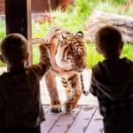 Taronga Zoo + Ferry Return Ticket - Pricing and Overall Value