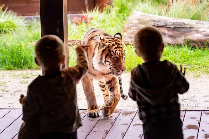 Taronga Zoo + Ferry Return Ticket - Pricing and Overall Value