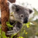 Taronga Zoo Sydney Wild Australia Experience - FAQ