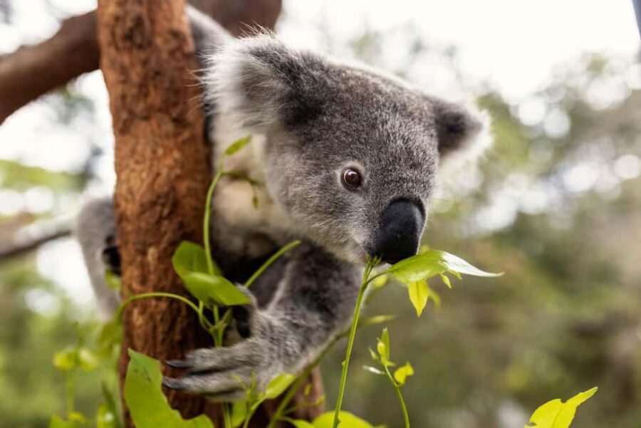 Taronga Zoo Sydney Wild Australia Experience - FAQ