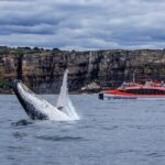 Taronga Zoo & Whale Watching Cruise Combo - Sydney Harbour - Analyzing the Cost and Value