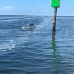 Tarpon Springs: Private Island Tour & Dolphin Cruise - What Past Travelers Say