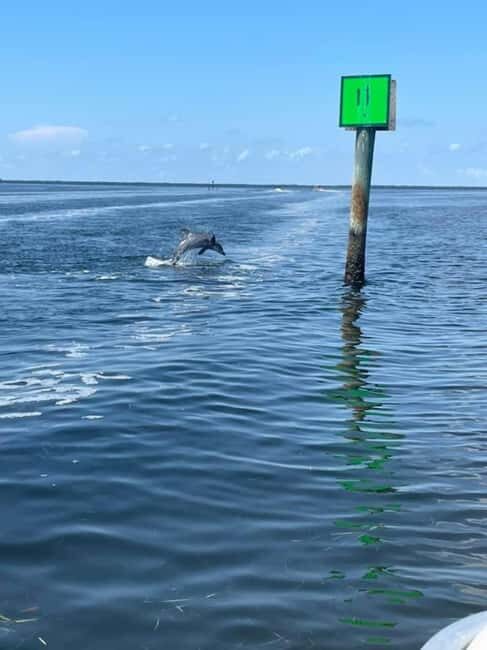 Tarpon Springs: Private Island Tour & Dolphin Cruise - What Past Travelers Say