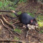 Tasmanian Wildlife and Mountain Shore Excursion - Considerations and Practicalities