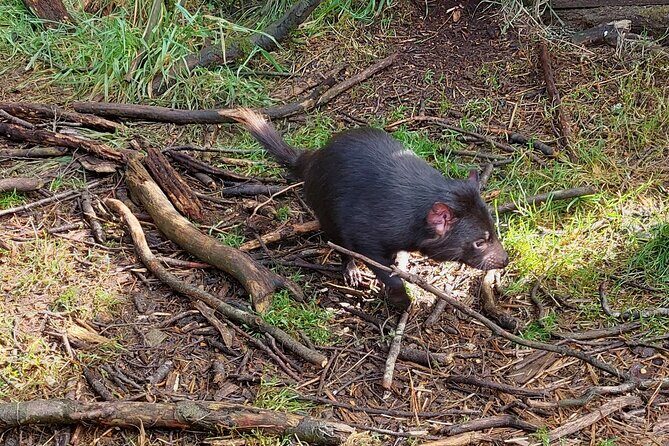 Tasmanian Wildlife and Mountain Shore Excursion - Considerations and Practicalities