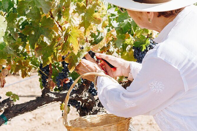 Tasting and tour through the vineyard - A Closer Look at the Vineyard and Tasting Experience
