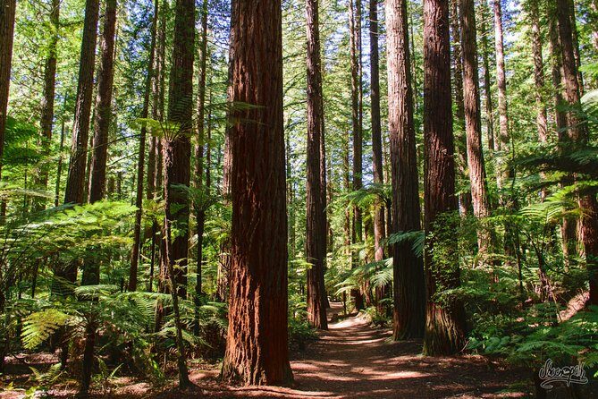 Tauranga to Rotorua Geysers & Canopy Tree Walk. Private Tour. - A Detailed Breakdown of the Experience
