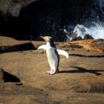 Te Anau to Dunedin Via The Catlins Small-Group Tour (One-Way) - An In-Depth Look at the Itinerary