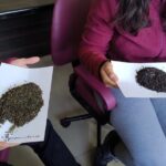 Tea Pluckers' Day - Engaging with Local Workers: Plucking and Beyond
