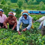 Tea Plucking & Tea Factory: Tour From Nuwara Eliya - Plucking Tea Leaves: Hands-On and Authentic