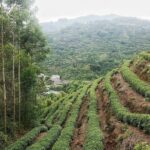 Tea Village in lost Town and Buddha 1 day tour - Why This Tour Offers Great Value